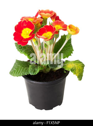 primrose in pots isolated on white background Stock Photo - Alamy