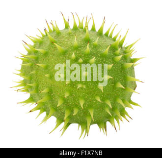 Chestnut isolated on white background Stock Photo - Alamy