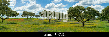 View of the typical Alentejo countryside landscape with lonely trees in ...