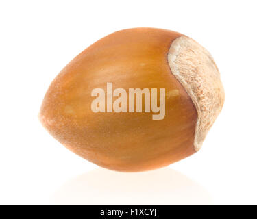 Forest nuts hazel nuts isolated on white background Stock Photo - Alamy