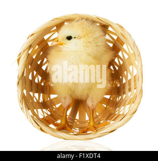 Chicks on a chicken farm in Poland Stock Photo - Alamy
