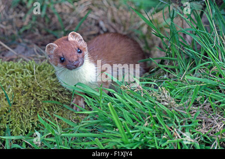 STOAT, Mustela Erminea, Surrey; England Stock Photo - Alamy