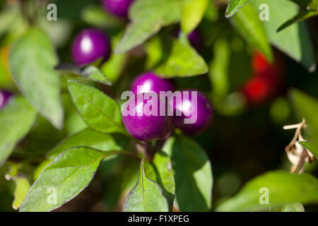 Pretty in Purple ornamental pepper plant in garden - USA Stock Photo ...