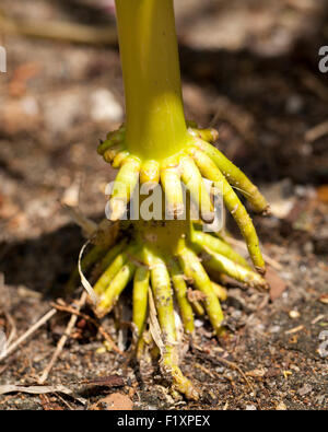 Corn brace roots - USA Stock Photo - Alamy