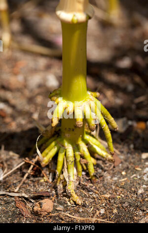 Corn brace roots - USA Stock Photo - Alamy