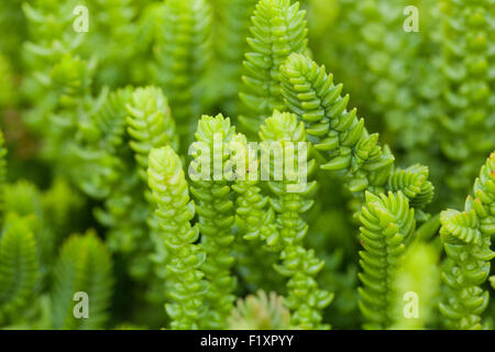 Princess Pine succulent plant (Crassula muscosa Stock Photo - Alamy
