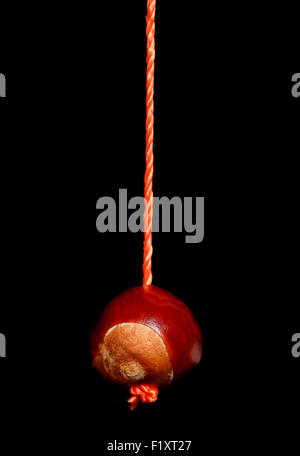 Conker on a string Stock Photo - Alamy