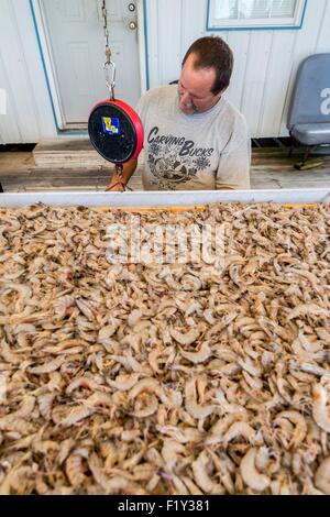 United States, Louisiana, Cocodrie, Unloading shrimps on the bayou ...