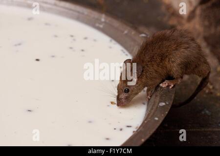 Rats drinking milk offered by hindu devotees. Karni Mata Temple ...
