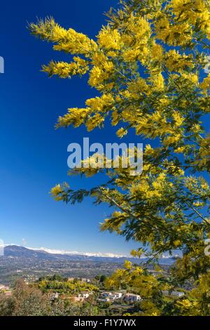 France, Var, Tanneron massif covered with mimosas, Tanneron village and ...