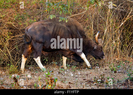 Gaur (Indian wild ox), Kanha National Park, Madhya Pradesh, India Stock ...