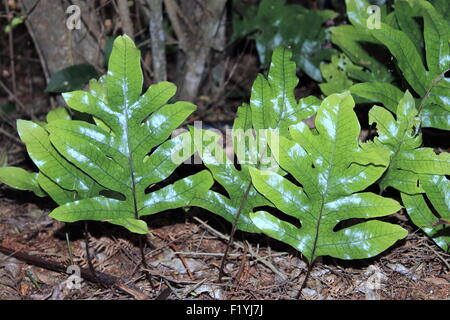 Hound's tongue fern (Microsorum pustulatum Stock Photo - Alamy