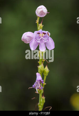 Possibly a Pin Striped Penstemon, Penstemon comarrhenus, in Saguache ...