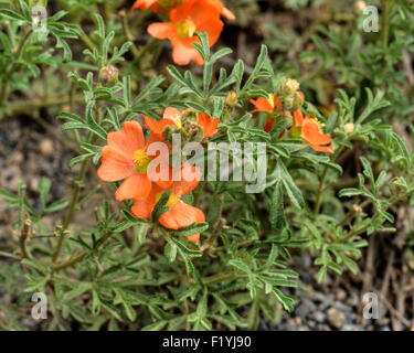 Scarlet Globemallow (Sphaeralcea coccinea Stock Photo - Alamy