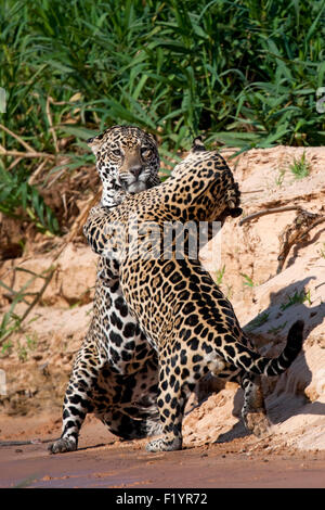 Jaguar (Panthera onca) Couple playfighting riverbank Pantanal Brazil ...