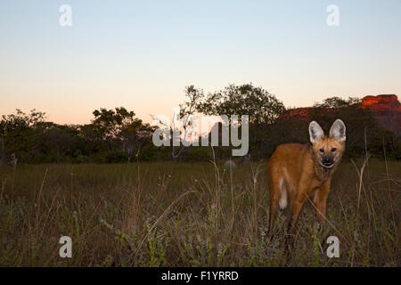 Maned Wolf (Chrysocyon brachyurus) Solitary hunter of Cerrado grassland ...