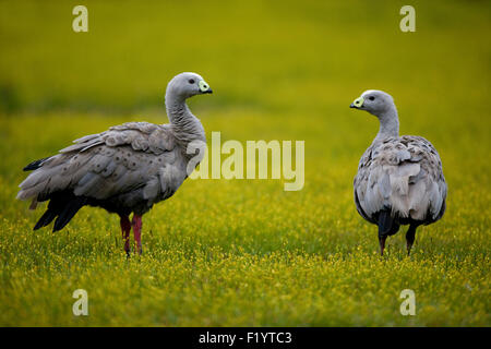 Adult pair of cape barren goose (Cereopsis novaehollandiae) migrating ...