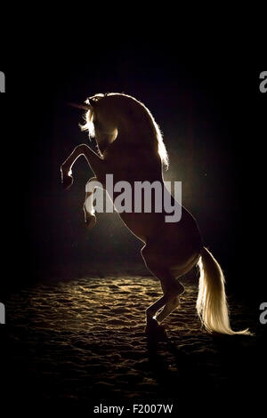 Alter Real Stallion rearing backlight seen against black background ...