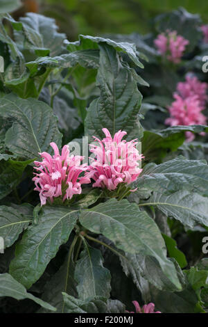 pink plume flower, pink jacobinia, Brazilian plume flower (Jacobinia ...