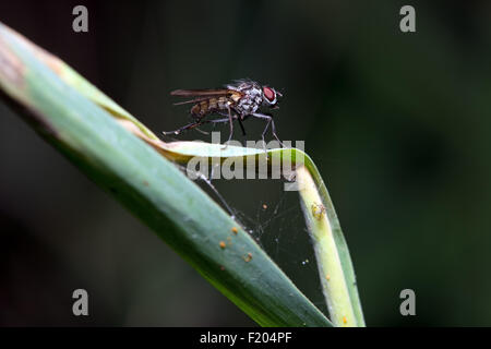Stable fly (Stomoxys calcitrans) proboscis, coloured scanning electron ...