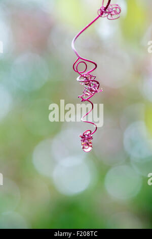 Sweet pea tendrils Stock Photo - Alamy