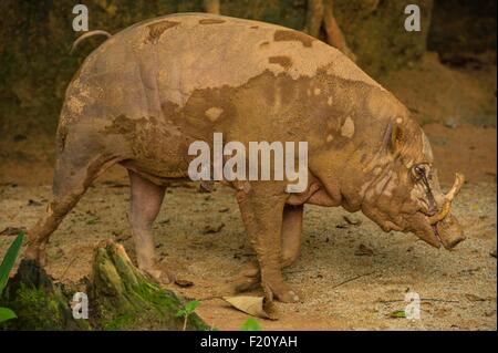 Buru babirusa, Babyrousa babyrussa, South American tapir, Tapirus ...