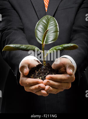 human hands close with scion rubber plant, business concept Stock Photo ...