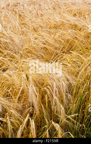 Wheat fields in Norfolk, UK Stock Photo - Alamy