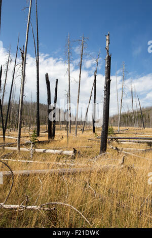 Big natural tragedy. Burnt forest in the first zone of the national ...