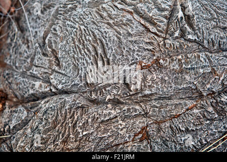 Stromatolites & oncolites fossil records in Otavi Mountainland Northern ...