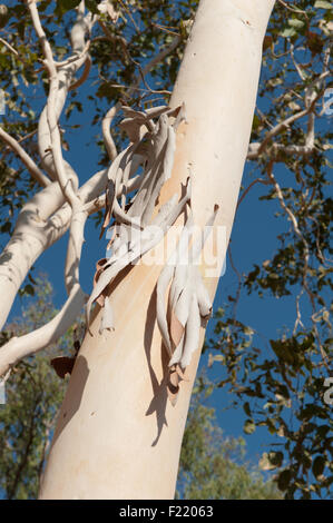 A Melaleuca Paper Bark (Paperbark) tree in Arnhem Land, Northern Stock ...