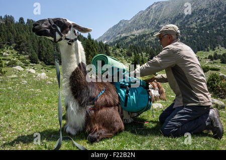 Llama carrying trekking supplies Stock Photo - Alamy