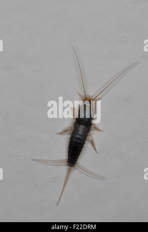 Long-tailed Silverfish, Giant Silverfish (Ctenolepisma cf. longicaudata ...
