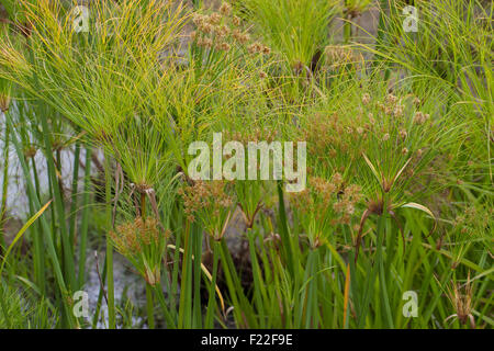 Cyperus papyrus papyrus sedge paper reed plants plant pattern Stock ...