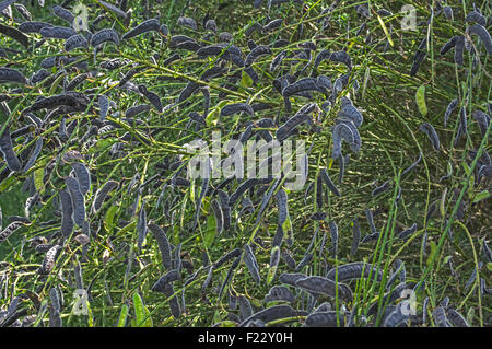 Seed pod which has burst open Stock Photo: 73481452 - Alamy