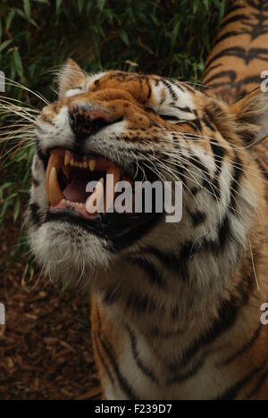 tiger showing teeth Stock Photo - Alamy