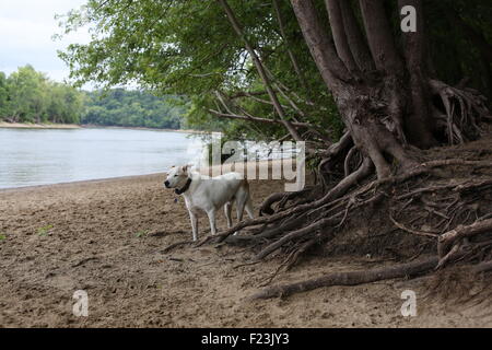 Gnarled tree roots, Mississippi River, Minnesota Stock Photo - Alamy