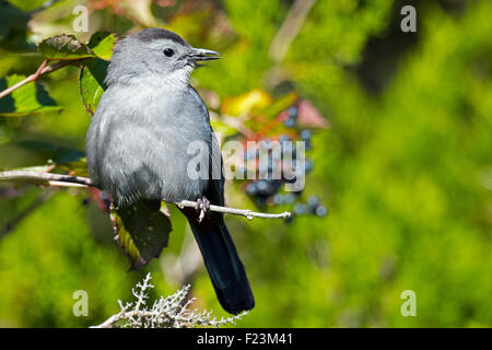 Gray Catbird, songbird Stock Photo - Alamy
