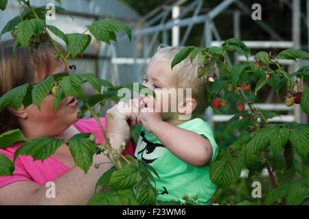 Toddler picking raspberries in late August Stock Photo - Alamy