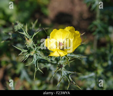 Argemone mexicana L Argemone mexicana L Stock Photo - Alamy