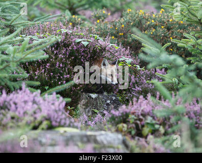 Vulpes Vulpes Red fox amongst flowering heather in young forestry ...