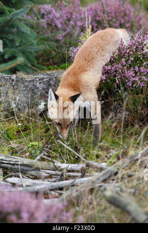 A red fox (Vulpes vulpes) looking for food on a sandy ground Stock ...