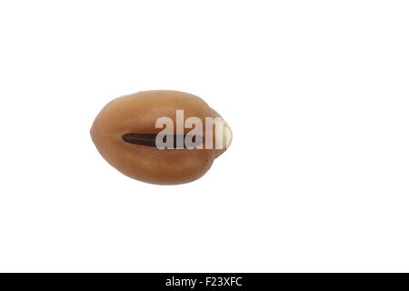 Pre germinated broad bean seed after 2 days testa has split and root is ...