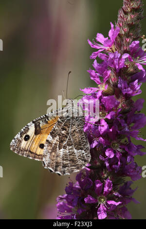 Grayling (Hipparchia semele Stock Photo - Alamy