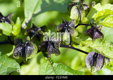 Nicandra physalodes. Unripe seed pods of the shoo-fly plant on a white ...