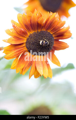 Helianthus annuus. Sunflower ’Claret’ Stock Photo - Alamy
