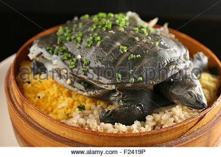 Chinese soft-shelled turtle Stock Photo, Royalty Free Image: 103934082 ...