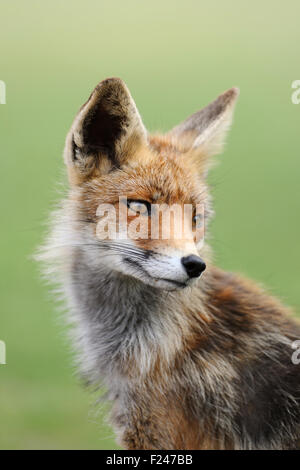 Red Fox ( Vulpes vulpes ) turning around, stands on a little hill, late ...