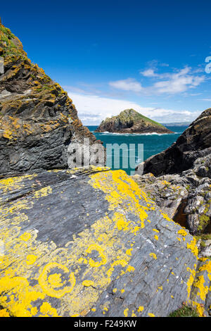 Lichen covered rocks on Rumps Point near Polzeath, Cornwall, UK Stock ...