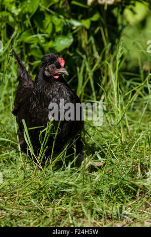 Free ranging Australorp chicken hens looking for their last food of the ...